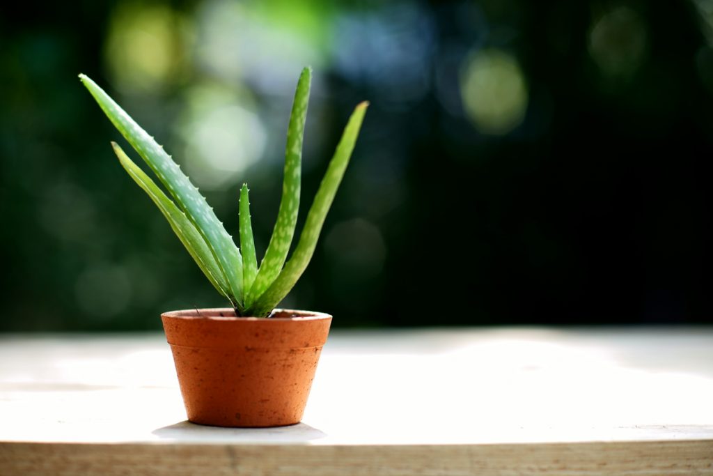 Small aloe vera | LIFESTYLE